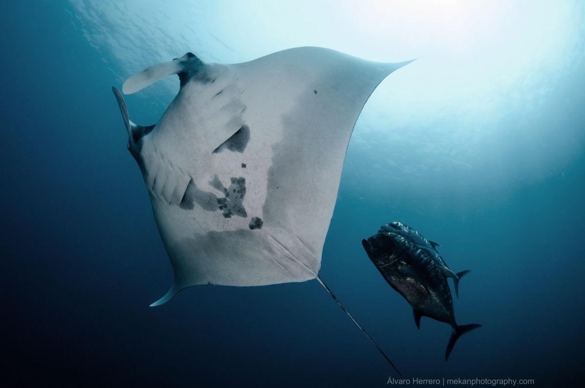 Oceanic Manta Ray (Mobula birostris) - Marine Life - Liveaboard Diving