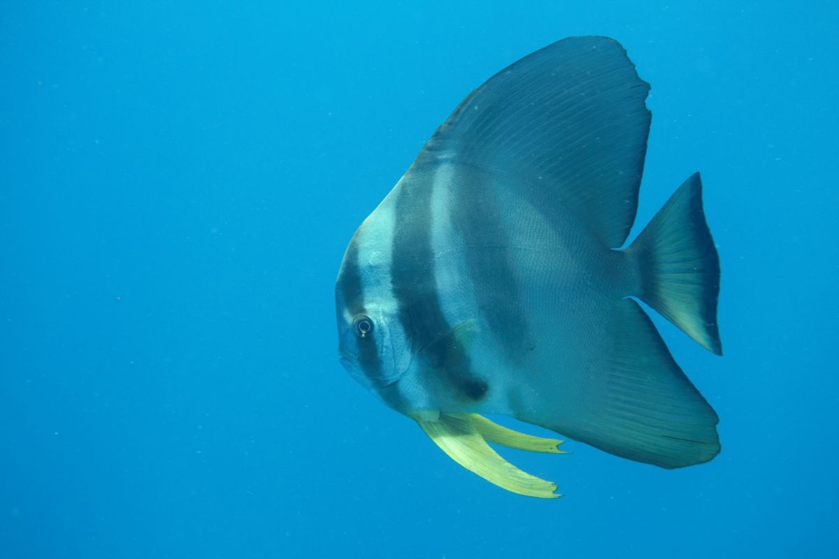 Orbicular Batfish (Platax orbicularis) - Marine Life - Liveaboard Diving
