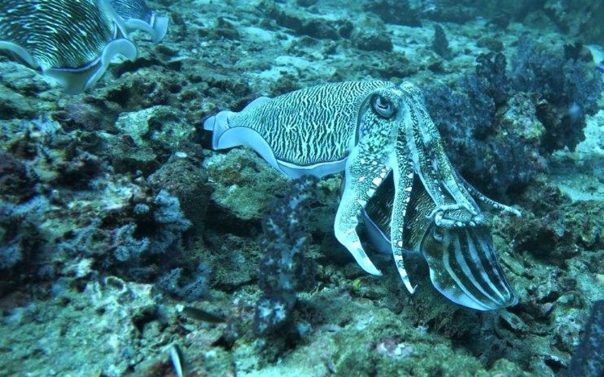 Pharaoh Cuttlefish (Sepia pharaonis) - Marine Life - Liveaboard Diving