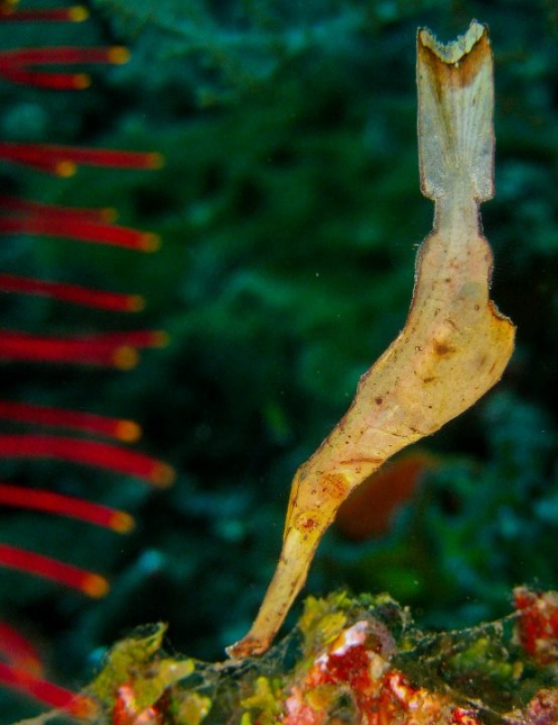 Robust Ghost Pipefish (Solenostomus cyanopterus) - Marine Life ...