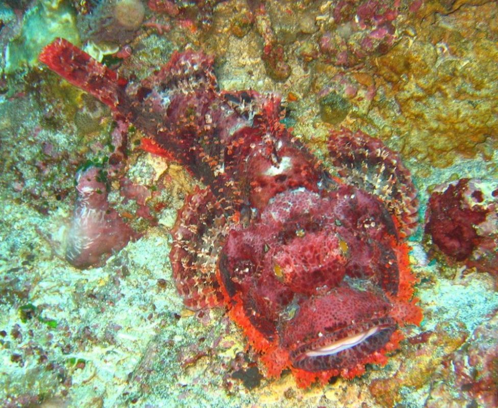 Tassled Scorpionfish (Scorpaenopsis oxycephala) - Marine Life ...