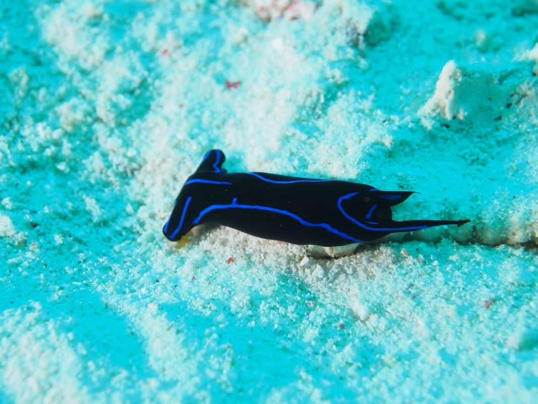 Velvet Sea Slug (Chelidonura varians) - Marine Life - Liveaboard Diving