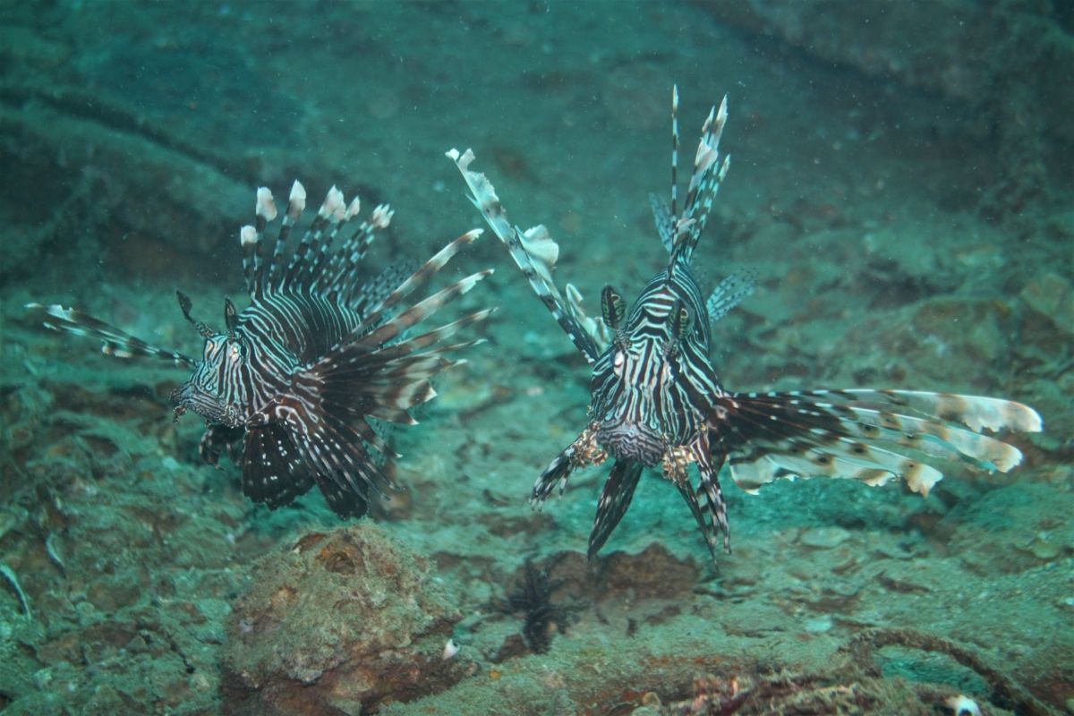 Red Lionfish (Pterois volitans) - Marine Life - Liveaboard Diving