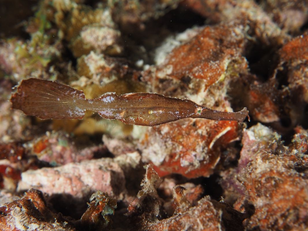 Robust Ghost Pipefish (Solenostomus cyanopterus) - Marine Life ...