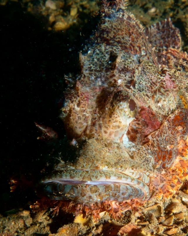 Tassled Scorpionfish (Scorpaenopsis oxycephala) - Marine Life ...