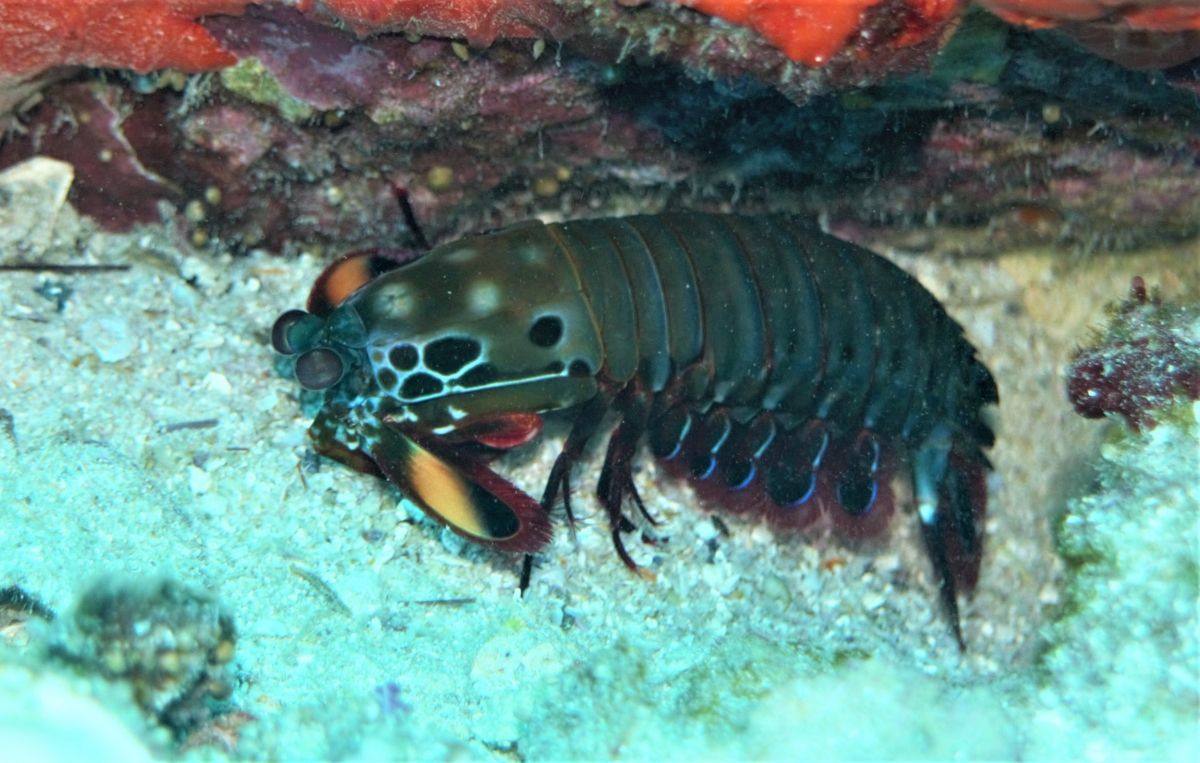 Peacock Mantis Shrimp - Wonderful Little Crustacean