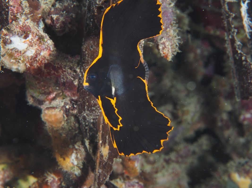 Pinnate Batfish (Platax pinnatus) - Marine Life - Liveaboard Diving