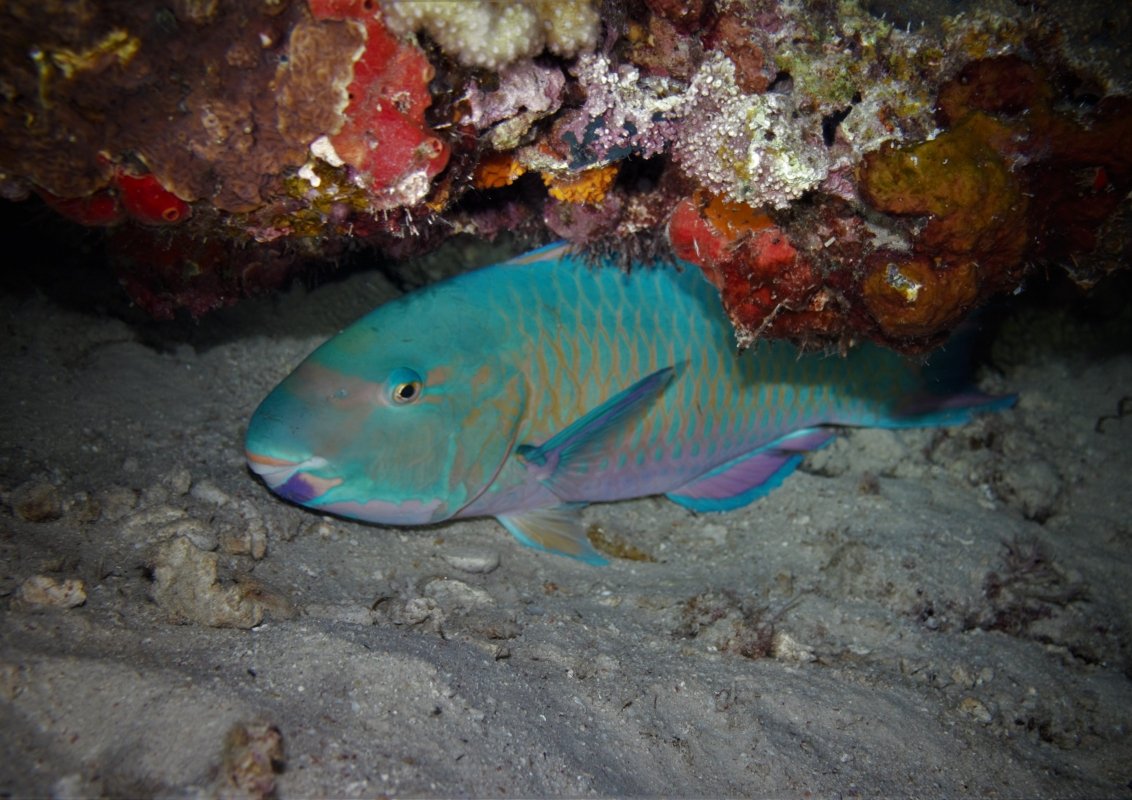 Parrotfish (Scaridae) - Marine Life - Liveaboard Diving