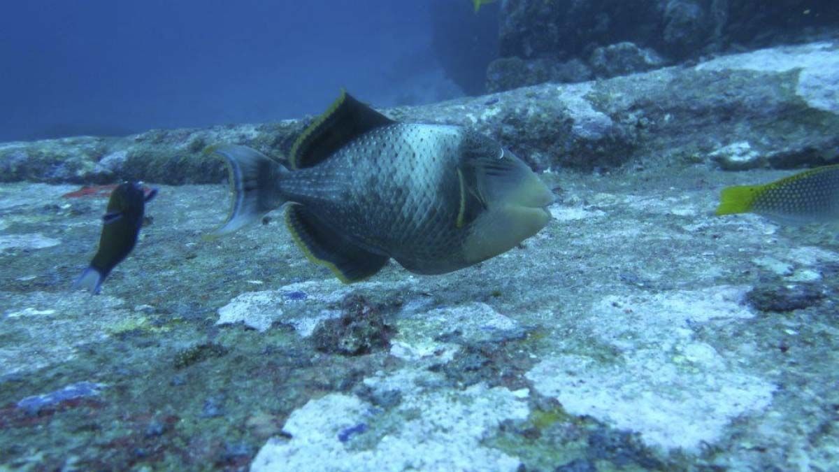 Yellow-Margin Triggerfish (Pseudobalistes flavimarginatus) - Marine ...